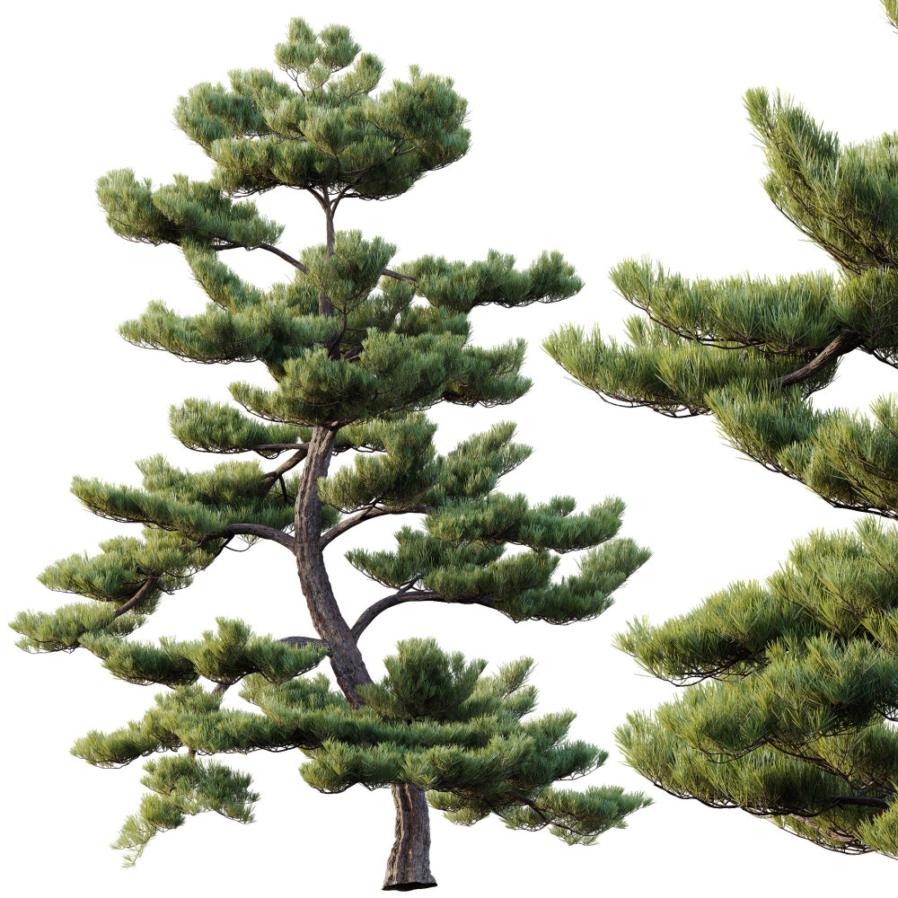 Pin Bonsaï Mixte Modèle 3D - Télécharger Arbres on 3DModels.org