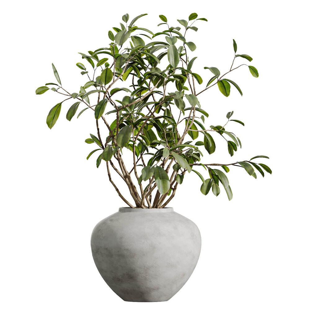 Potted Citrus and Foliage Plants Collection 3D model - Download ...