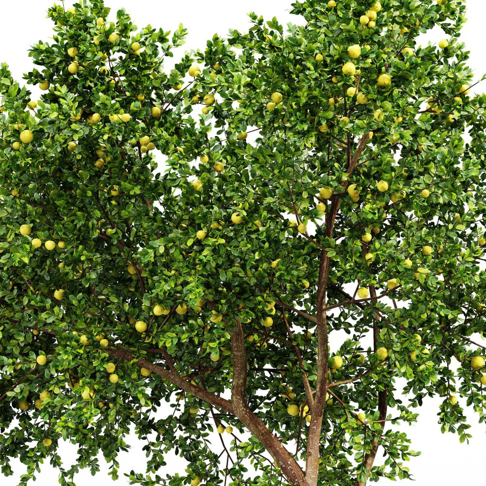 Fruit Tree Lemon and Big Joy Perfume Orange Michelia Champaca Tree 3D ...