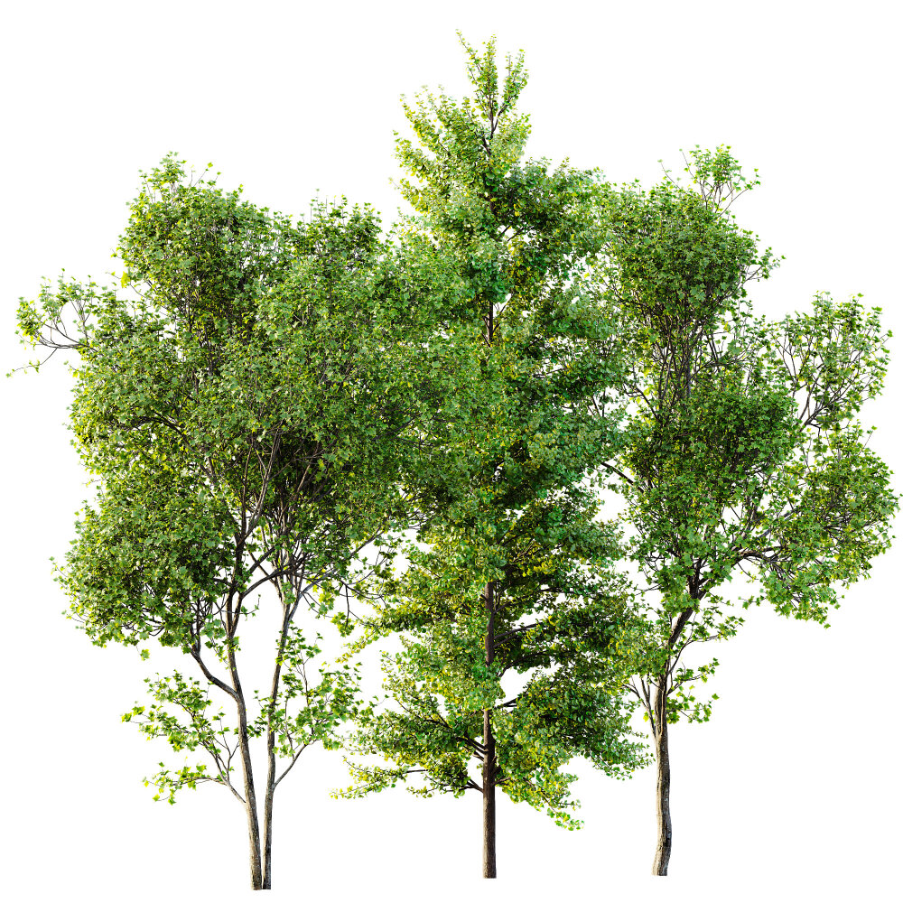 Lush Green Woodland Trees Set 3D model - Download Trees on 3DModels.org