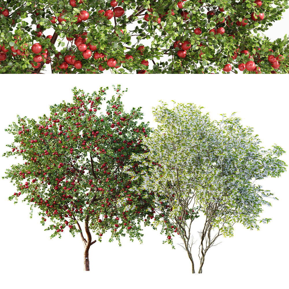 Amelanchier Lamarckii and Apple Fruit Tree 3D model - Download Trees on ...