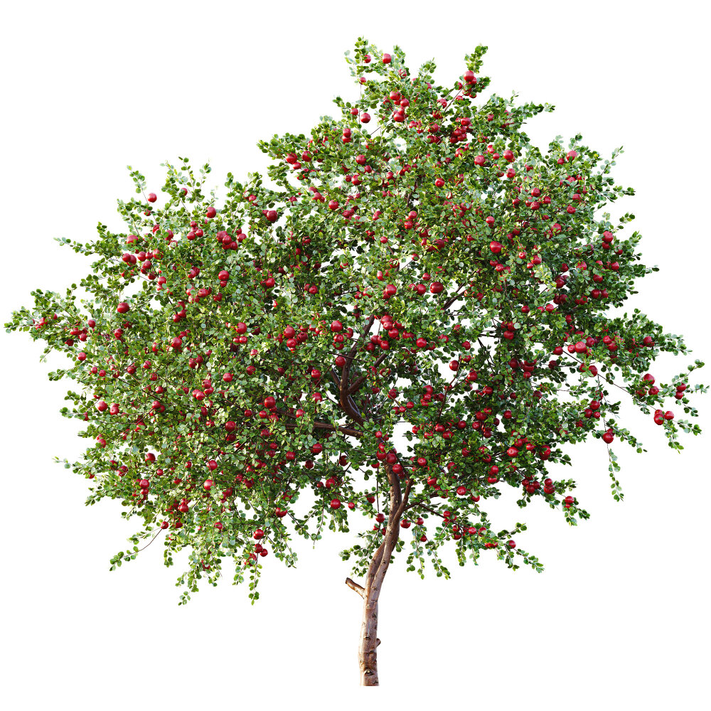 Amelanchier Lamarckii and Apple Fruit Tree 3D model - Download Trees on ...