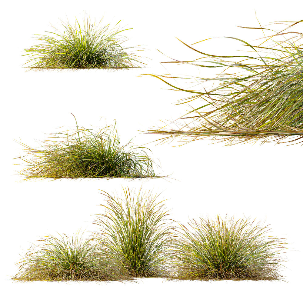Ornamental Grass Clumps in Various Arrangements 3D model - Download ...