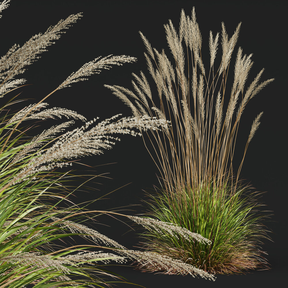 Ornamental Grass Variety Collection with Tall Seed Heads 3D model ...