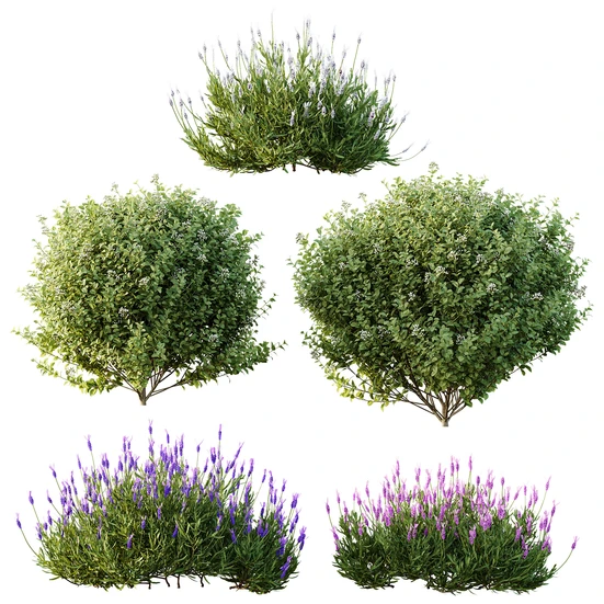 Lavender 3D Models Download - 3DModels.org