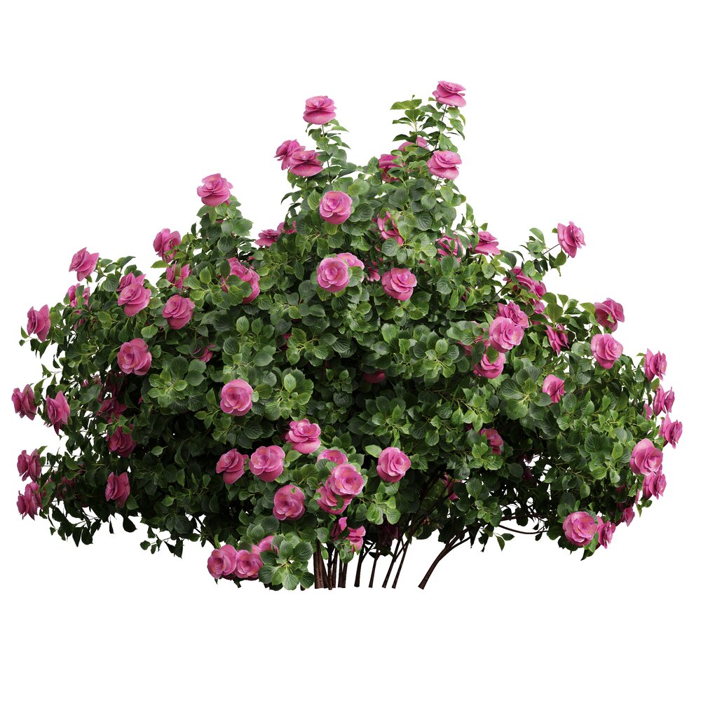 High Detail Climbing Roses Bush 3D model - Download Bushes on 3DModels.org