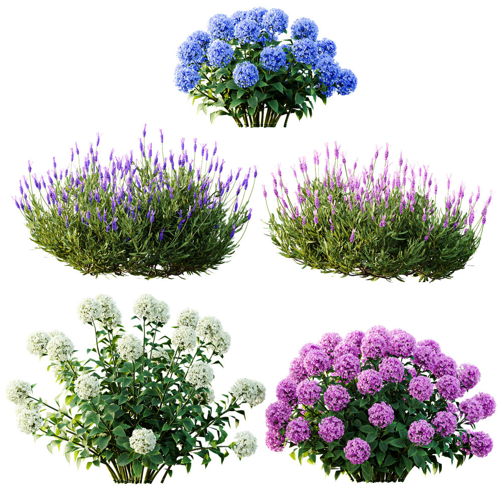 Arbustes de Lavande et Hortensias en Fleur Modèle 3D - Télécharger ...