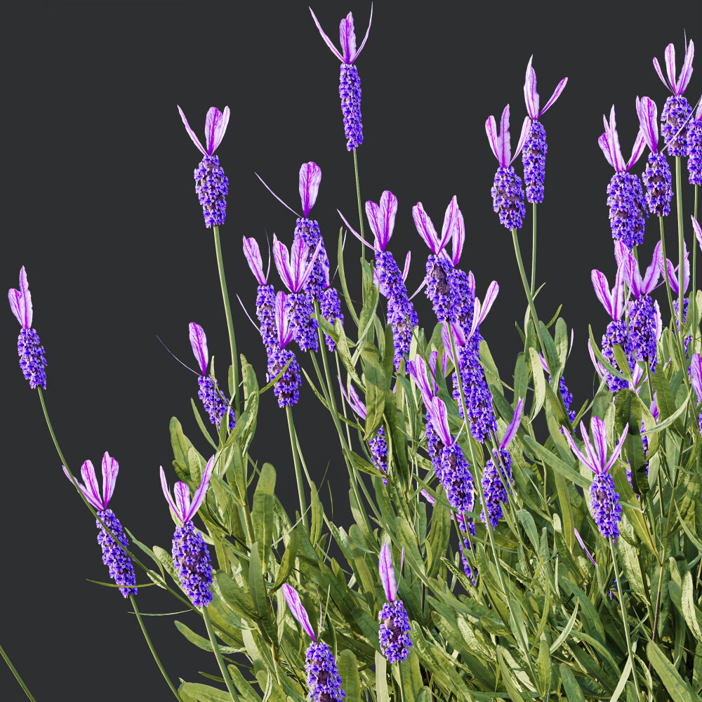 Lavender and Hydrangea Shrubs in Bloom 3D model - Download Bushes on ...