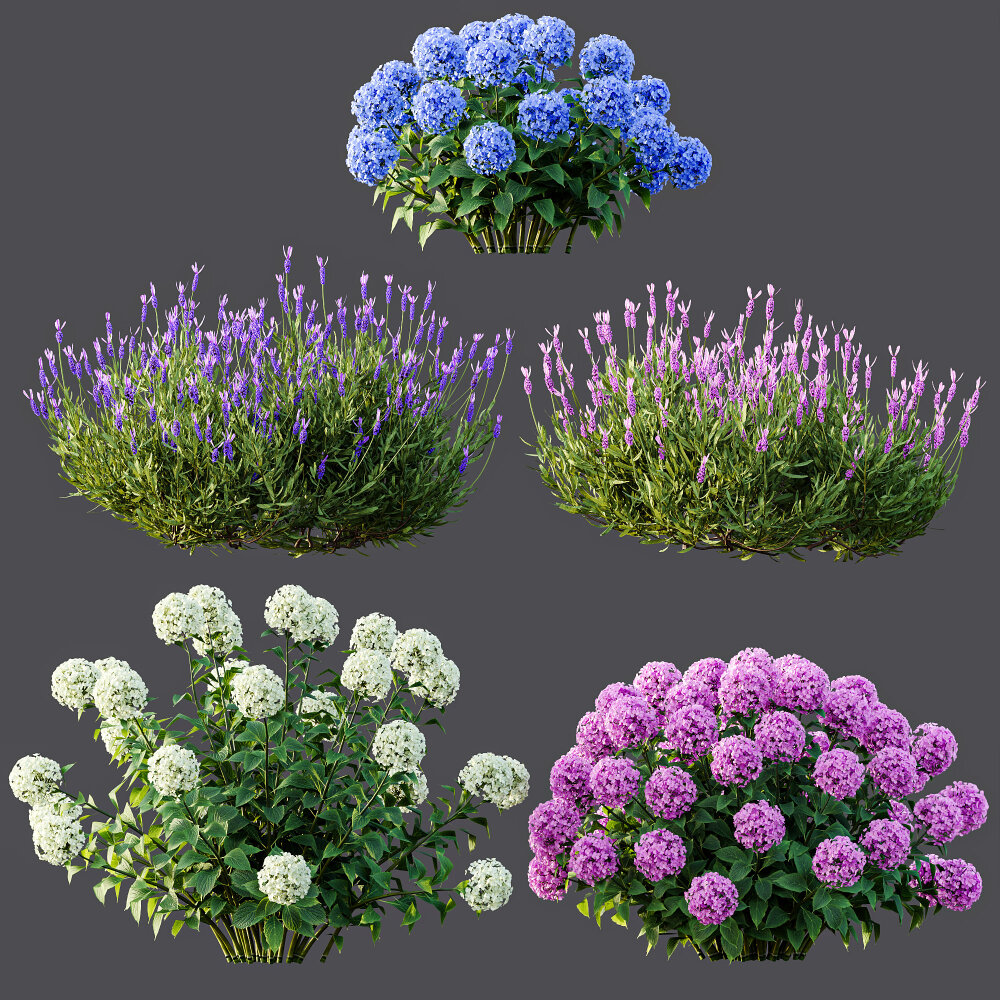 Arbustes de Lavande et Hortensias en Fleur Modèle 3D - Télécharger ...