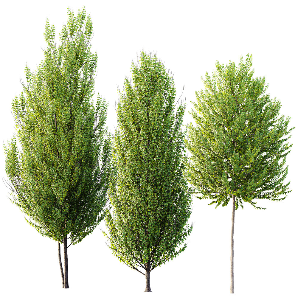Acer X Freemanii Freeman Maple Sapindaceae Autumn Blaze 3D model ...