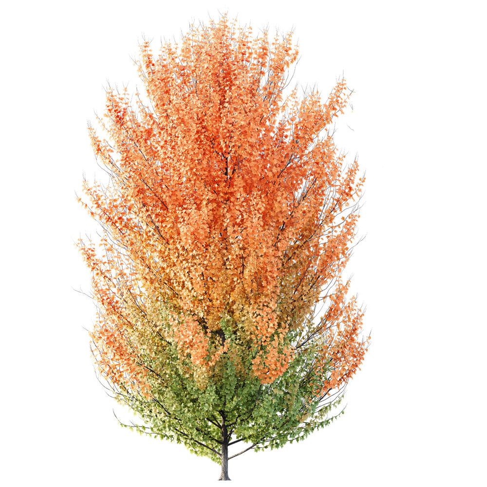 Acer X Freemanii Arce de Freeman Sapindaceae Modelo 3D - Descargar ...