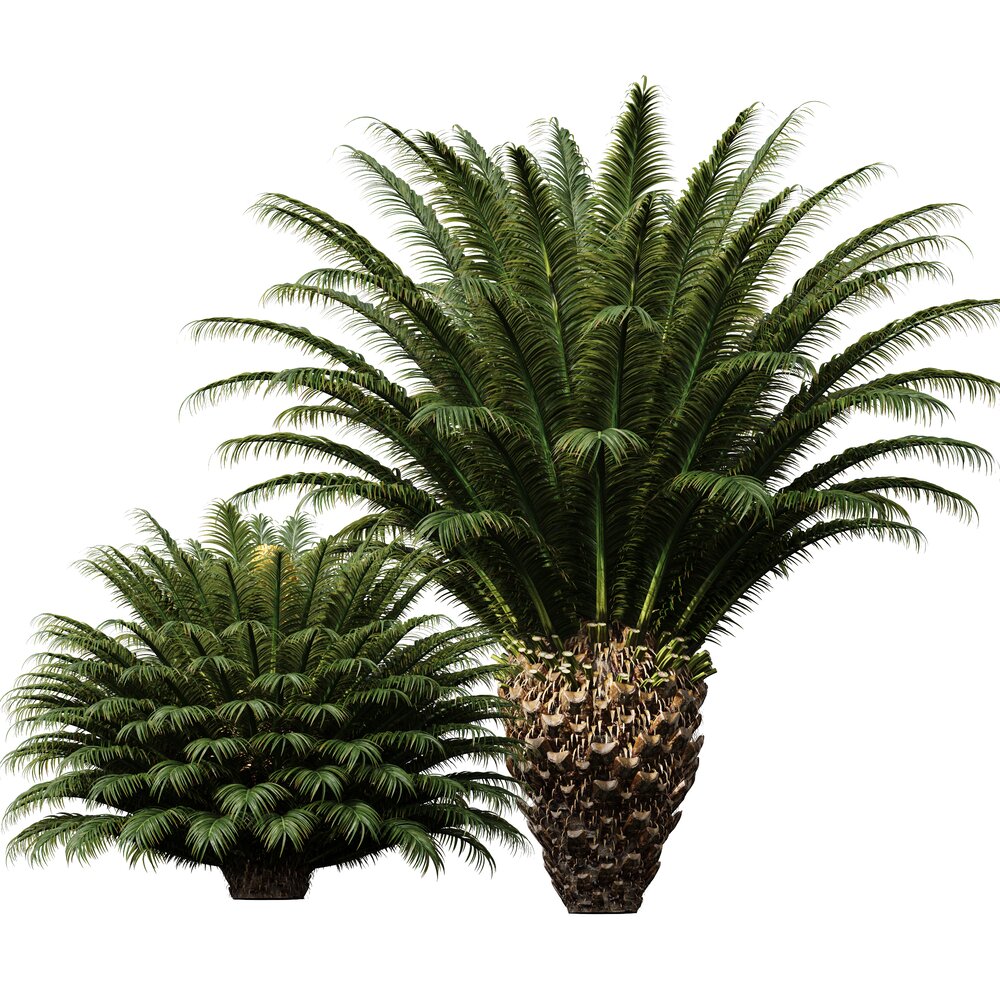 Cycas Revoluta Palm Farn Fruit Decorative Garden 3D model - Download ...