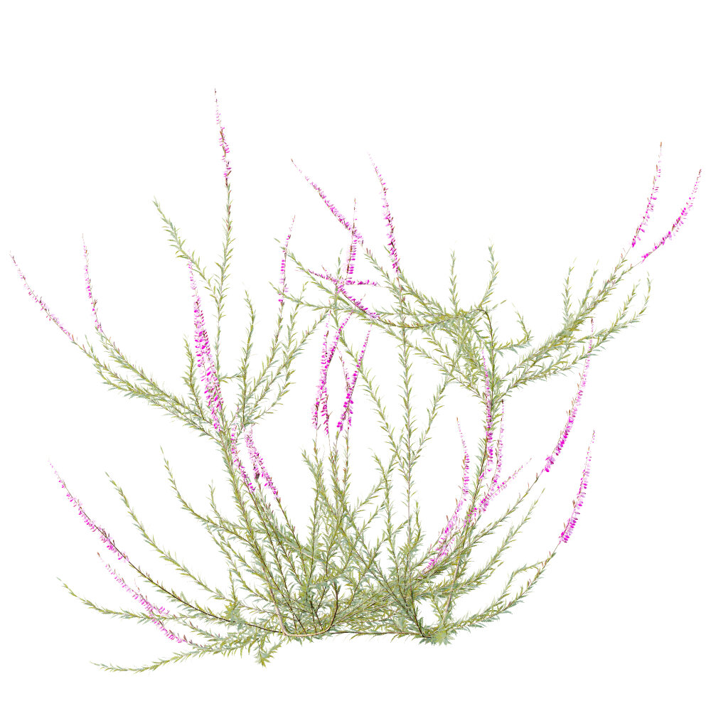 Plant Bush Purple Heather Calluna Vulgaris model 3D - Unduh Semak pada ...