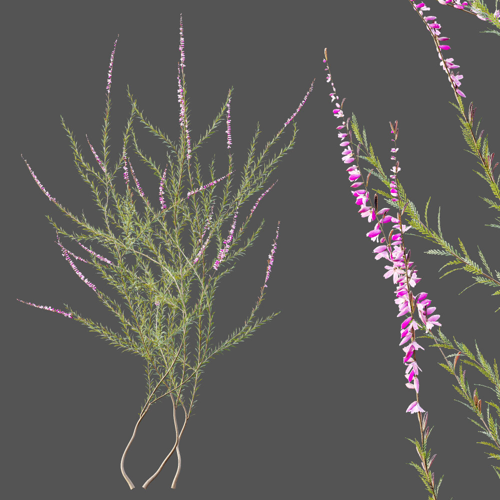 Plant Bush Purple Heather Calluna Vulgaris model 3D - Unduh Semak pada ...