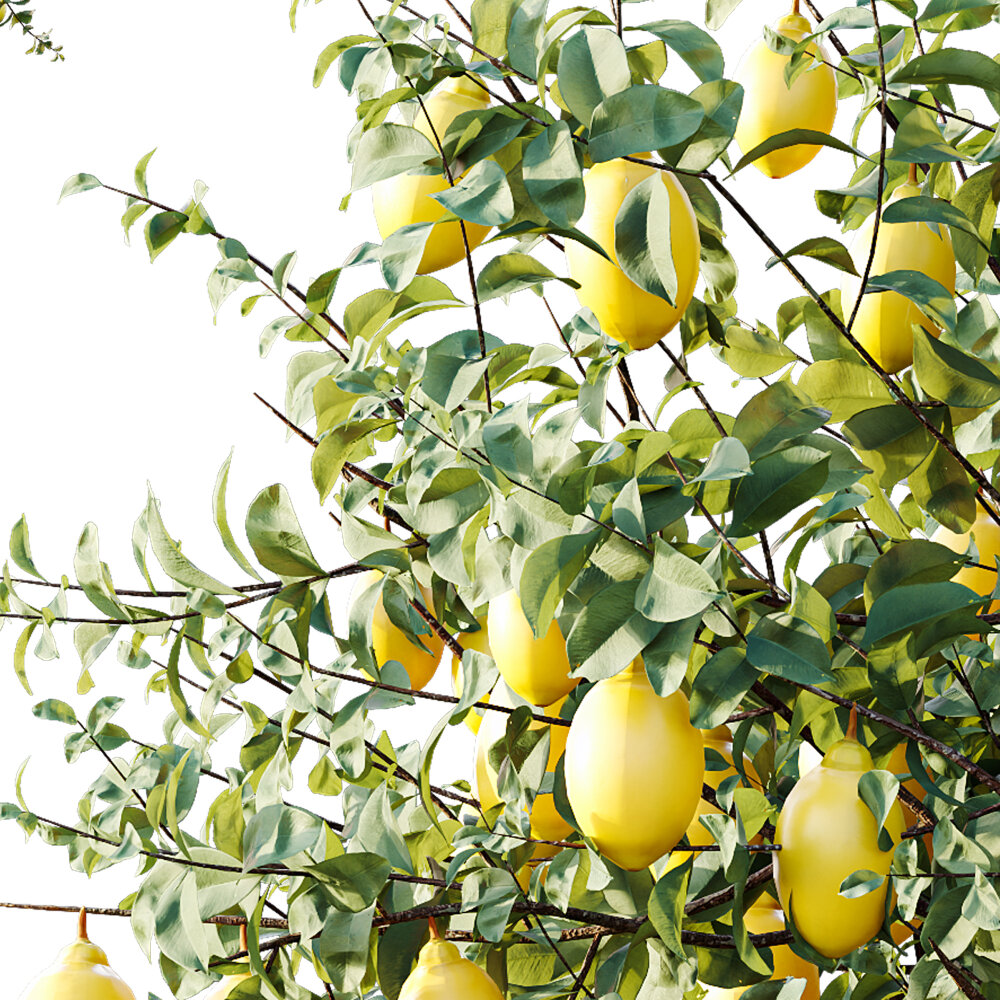 Citrus Meyer Lemon Orange Trees 3D model - Download Trees on 3DModels.org
