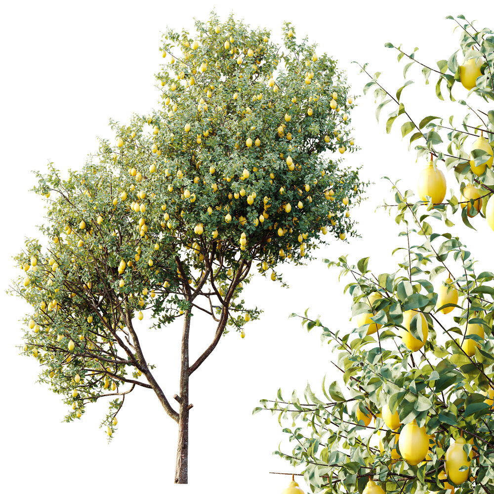 Citrus Meyer Lemon Orange Trees 3D model - Download Trees on 3DModels.org