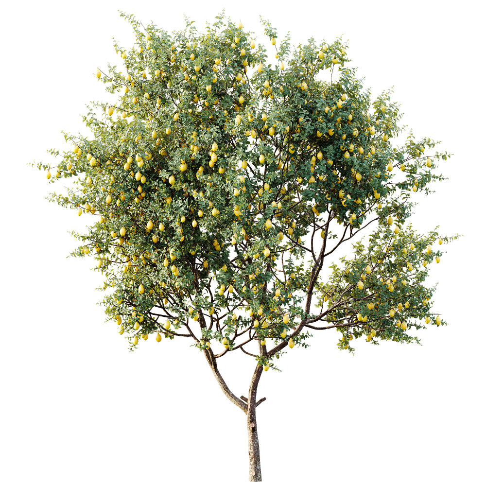 Citrus Meyer Lemon Orange Trees 3D model - Download Trees on 3DModels.org
