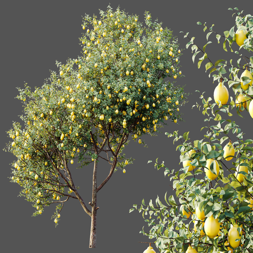 Citrus Meyer Lemon Orange Trees 3D model - Download Trees on 3DModels.org