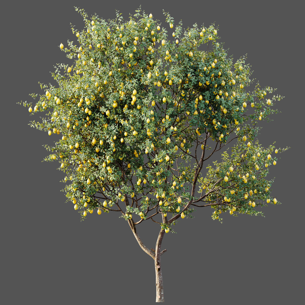 Citrus Meyer Lemon Orange Trees 3D model - Download Trees on 3DModels.org