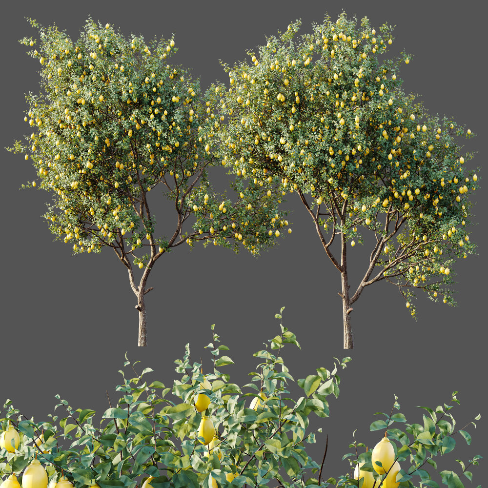 Citrus Meyer Lemon Orange Trees 3D model - Download Trees on 3DModels.org