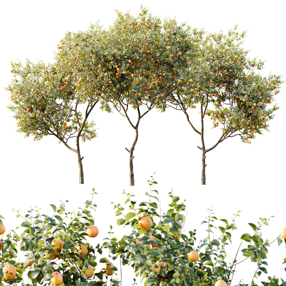 Citrus Sinensis Orange Arancio 3D model - Download Trees on 3DModels.org
