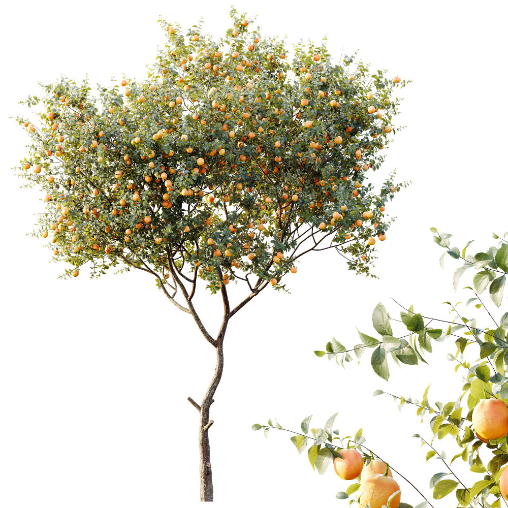 Citrus Sinensis Orange Arancio 3D model - Download Trees on 3DModels.org