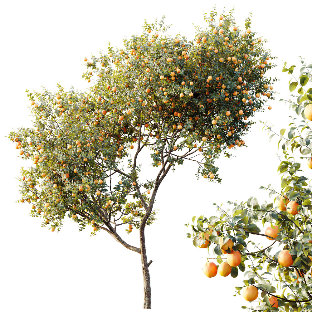 Citrus Sinensis Orange Arancio 3D model - Download Trees on 3DModels.org