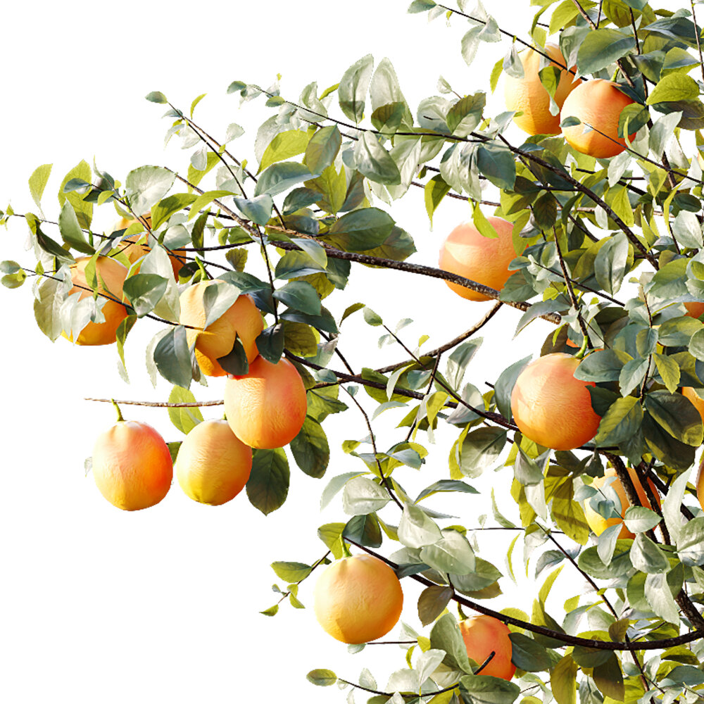 Citrus Sinensis Orange Arancio 3D model - Download Trees on 3DModels.org