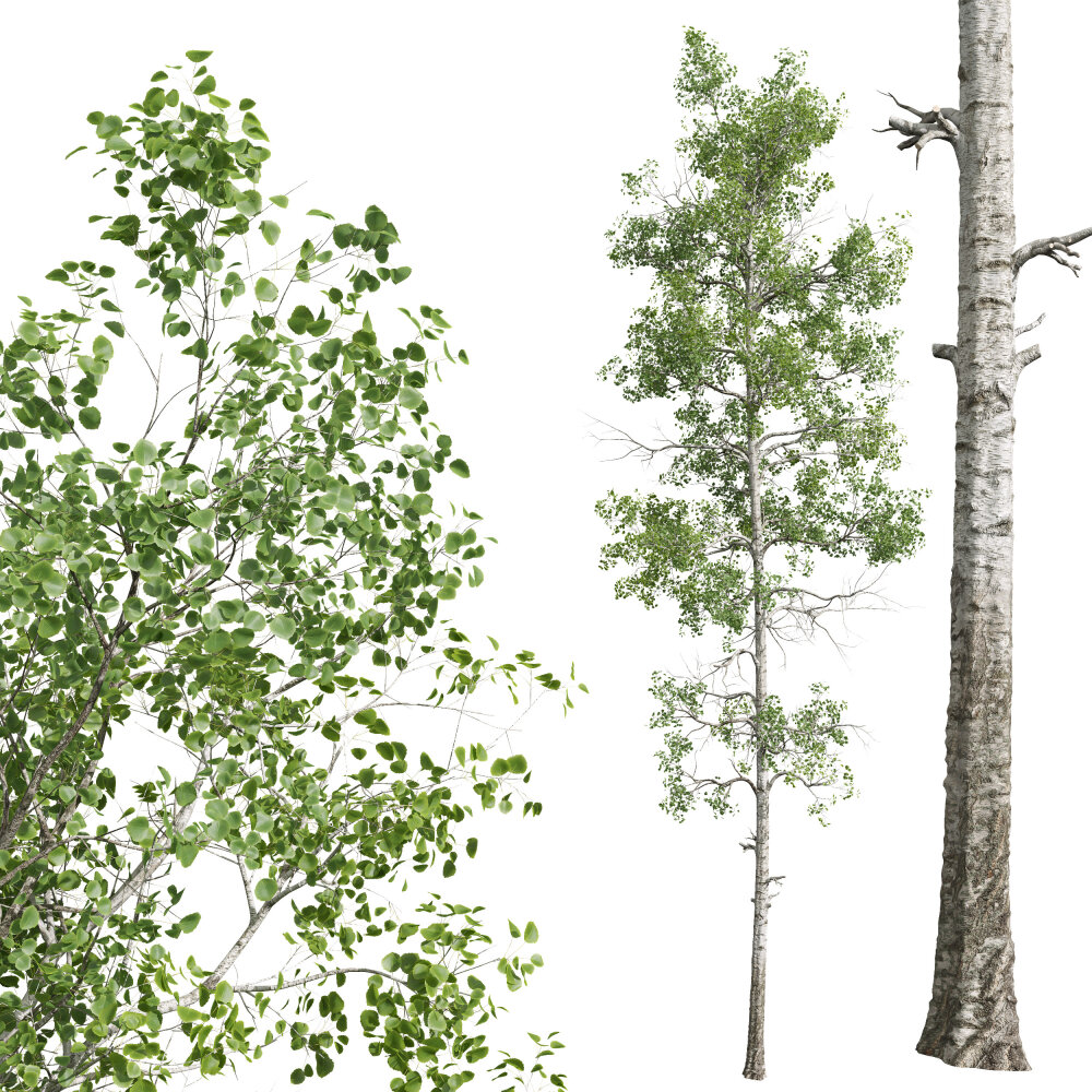 Populus Tremuloides 3D model - Download Trees on 3DModels.org