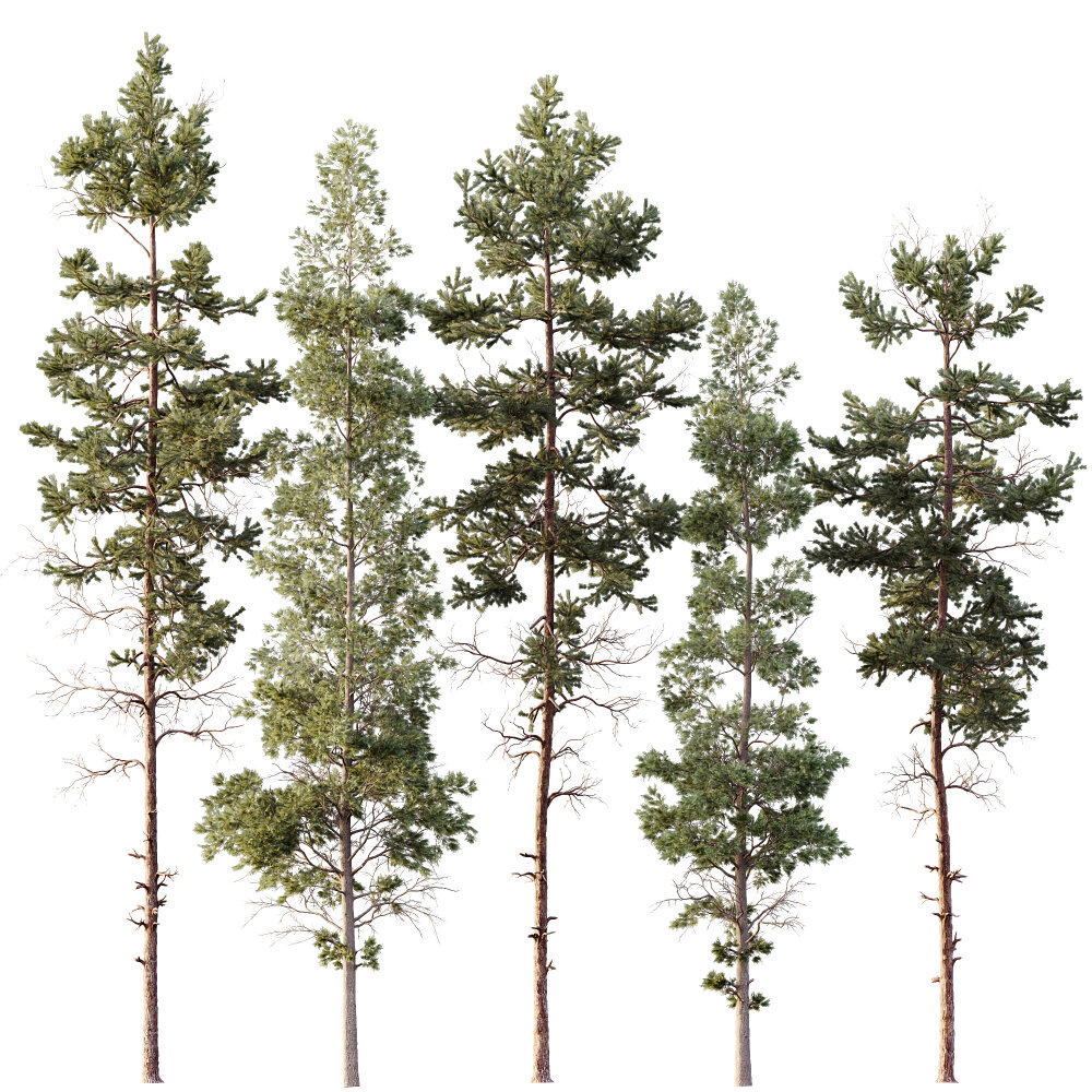 Autumn Winter Trees Pinus Sylvestris and Chamaecyparis 3D model ...