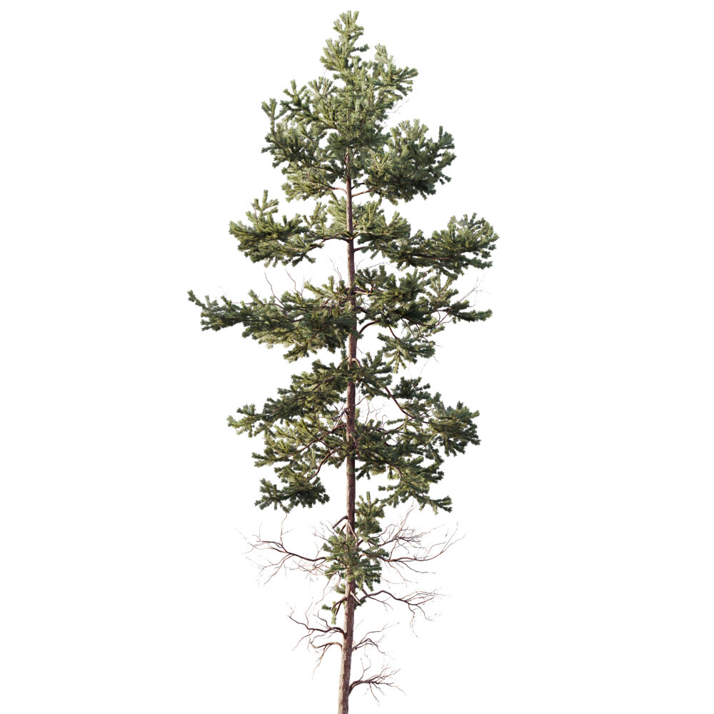 Autumn Winter Trees Pinus Sylvestris and Chamaecyparis 3D model ...