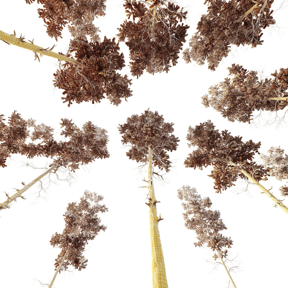 Autumn Winter Trees Pinus Sylvestris and Chamaecyparis 3D model ...