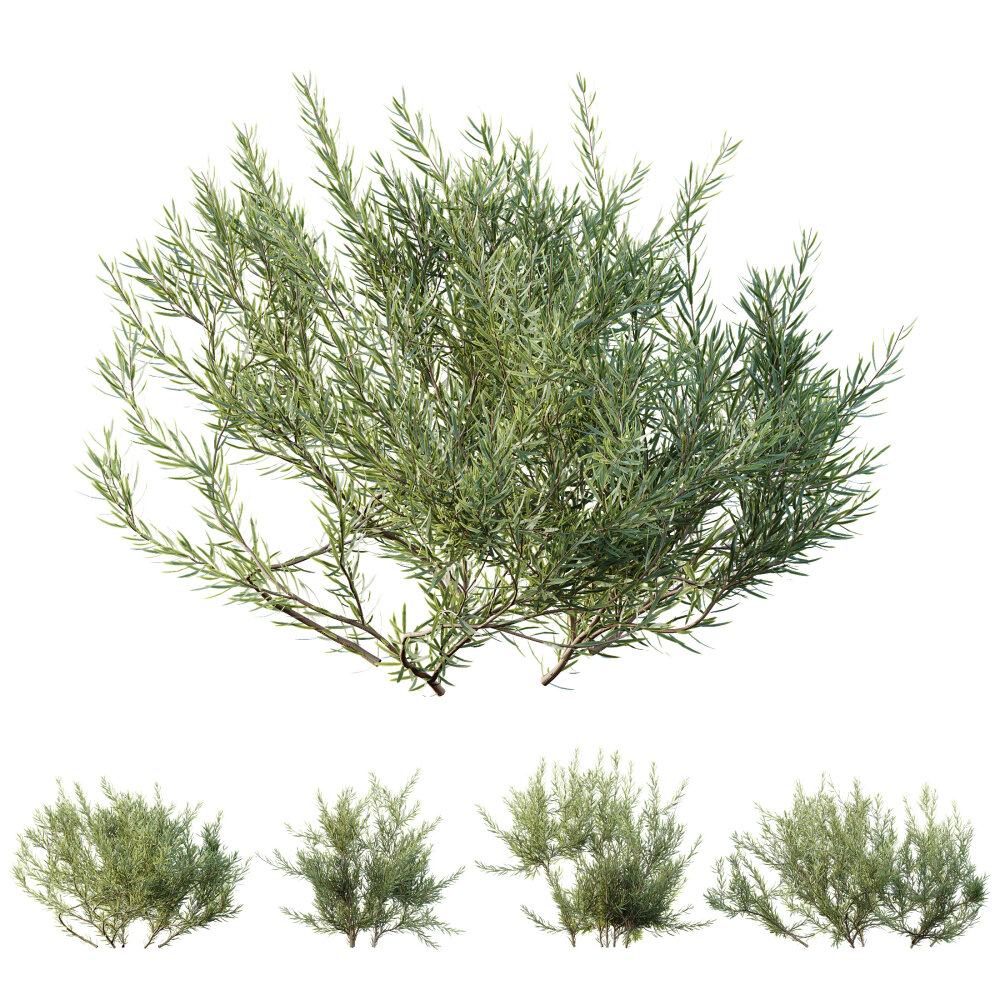 Snow Wild Erica Multiflora and Snow Juniperus Sabina 3D model ...