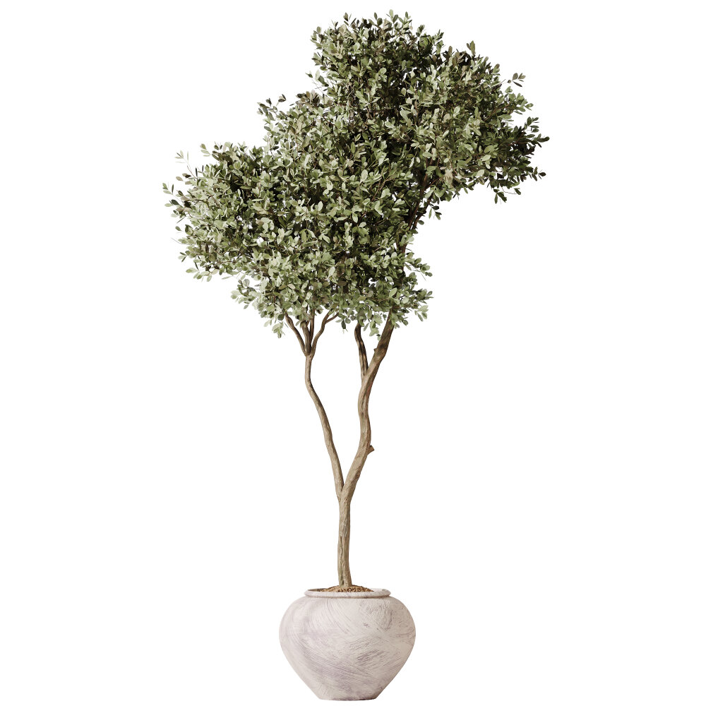 AV Indoor Plants Set 473 Yucca Calathea Lutea Sansevieria Olive 3D ...