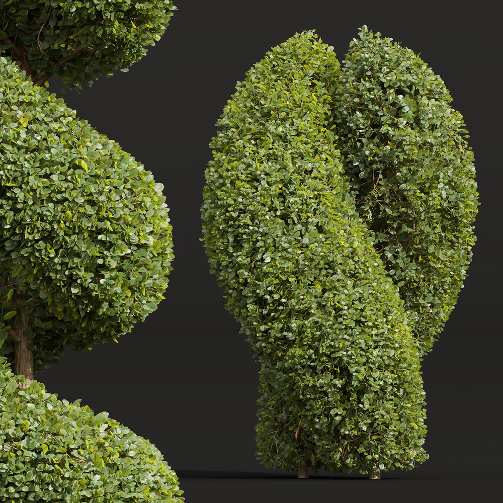Topiary Ficus Bonsai with Spiral Pruning 3D model - Download Trees on ...