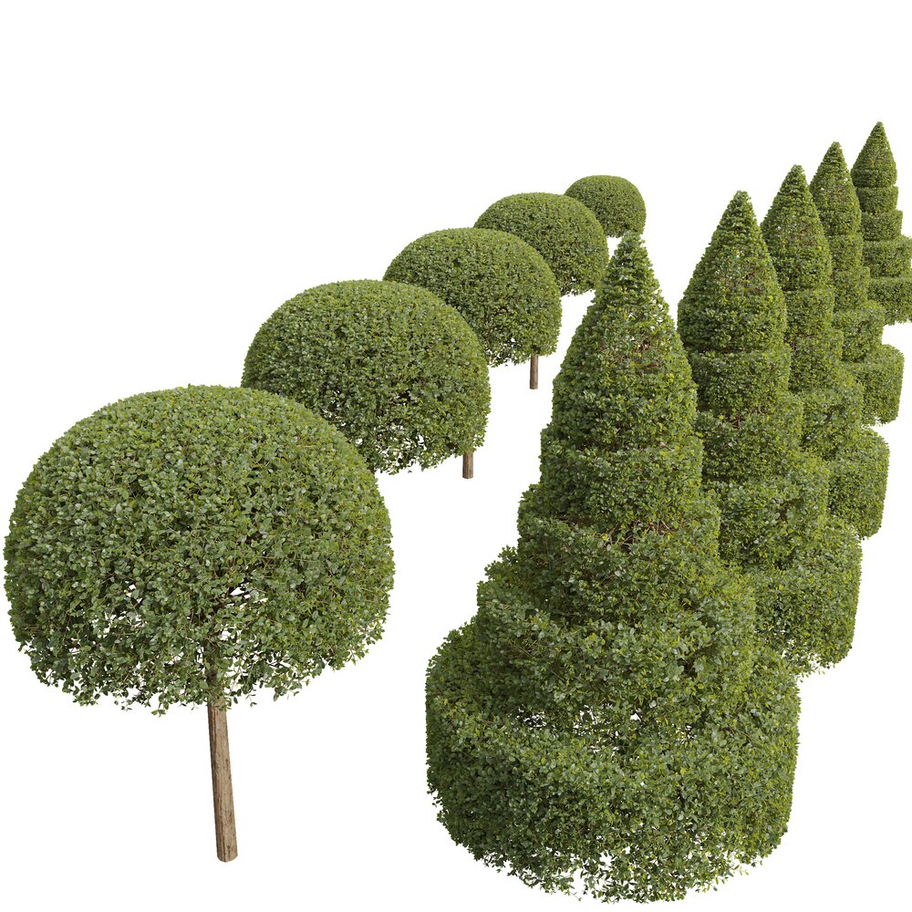 Spiral Topiary Ficus Bonsai with Dome Shrub 3D model - Download Trees ...