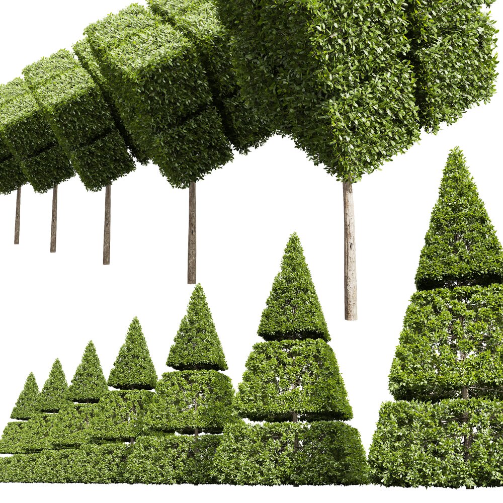 Conical and Cubic Topiary Privet with Geometric Shapes 3D model ...
