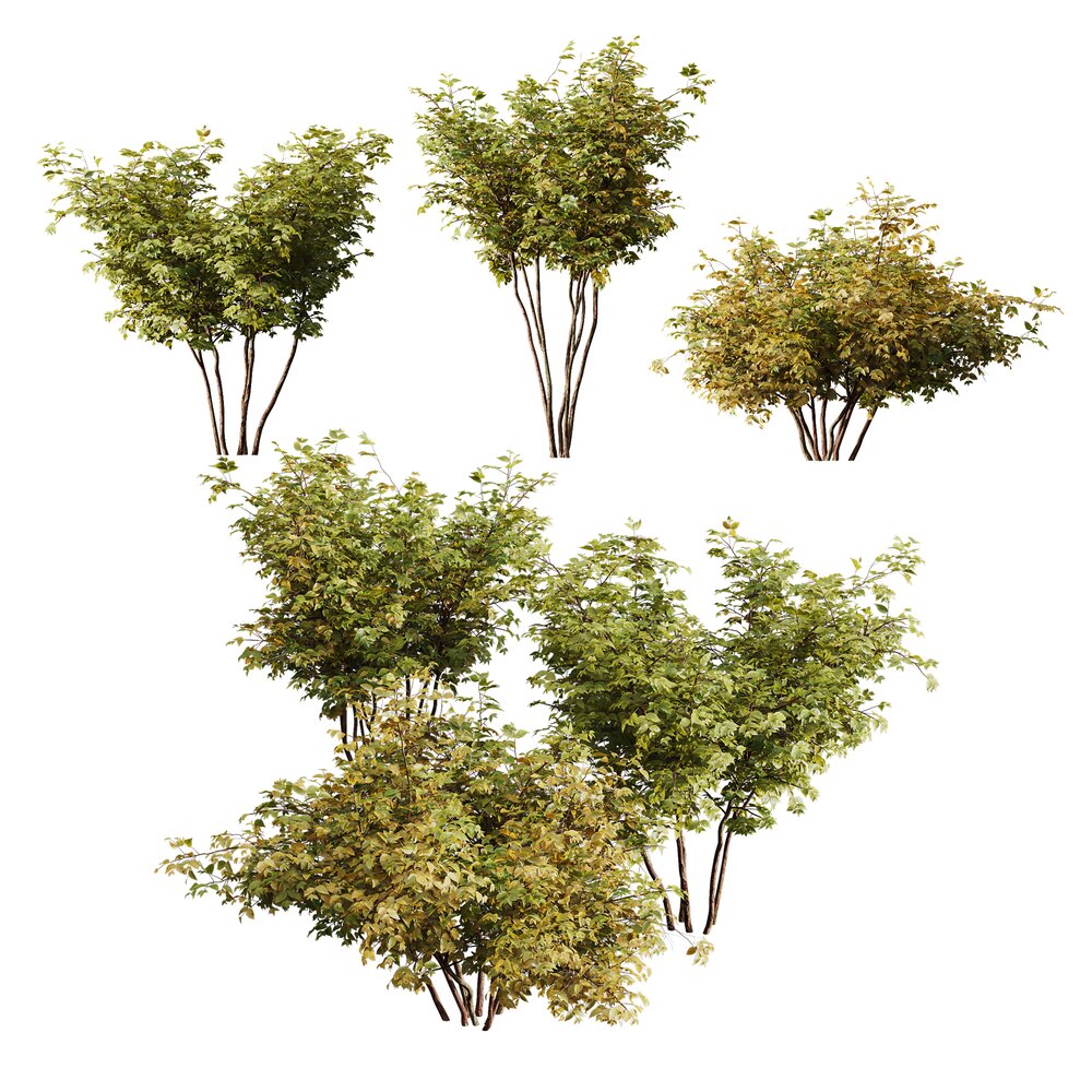 Small Bush HQ Plants 3D model - Download Bushes on 3DModels.org