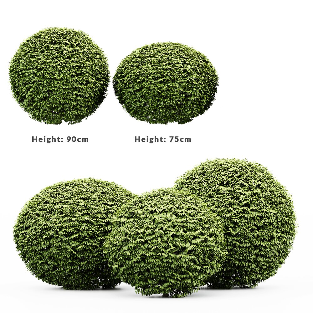 Dwarf Yaupon Holly Geometric Shape Bush 3D model - Download Bushes on ...