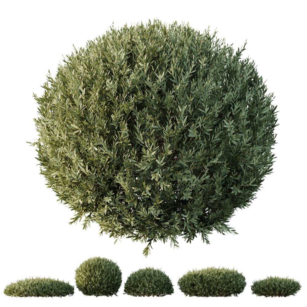 Spherical Olive Bush with Compact Foliage 3D model - Download Bushes on ...