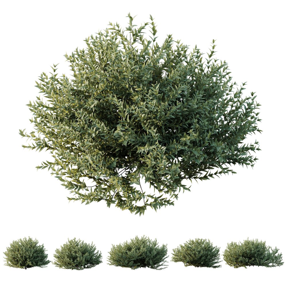 Westringia Fruticosa Coastal Rosemary 3D model - Download Bushes on ...