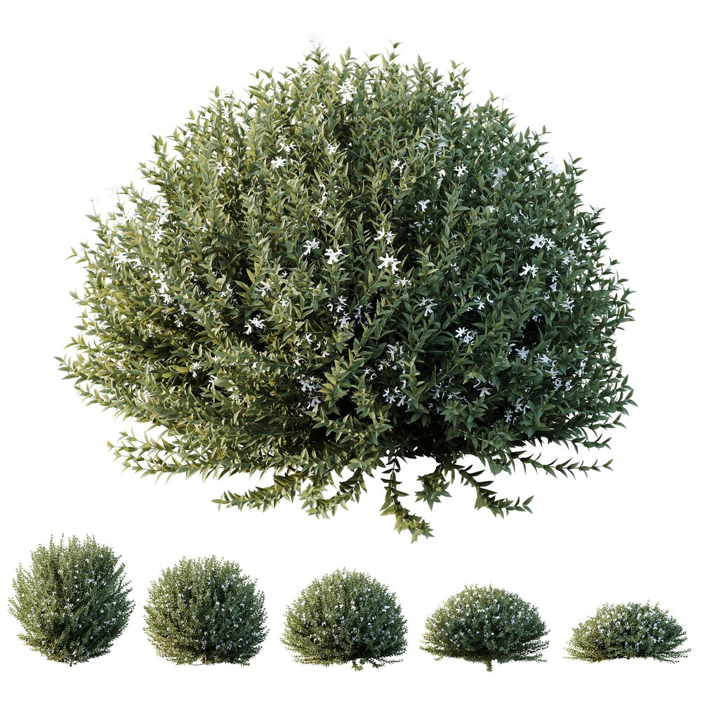 Evergreen shrub Modèles 3D Télécharger - 3DModels.org