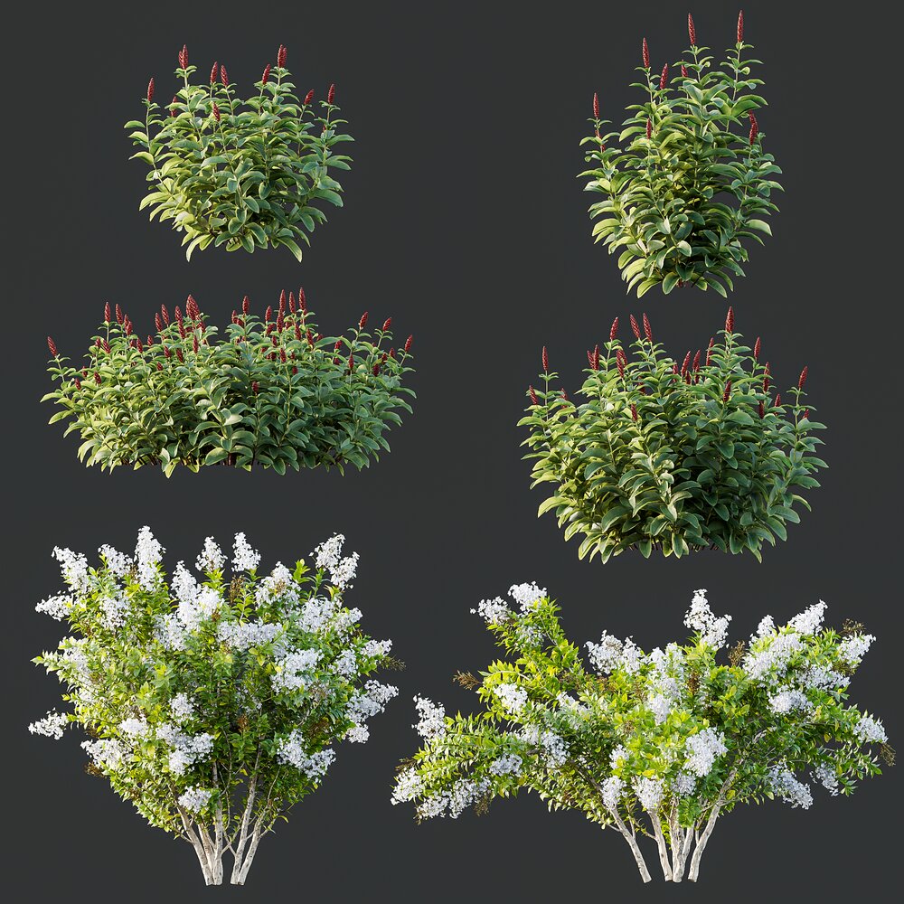 Myrtle White Flower Little And Malay Ginger 3D модель - Скачать Кусты ...