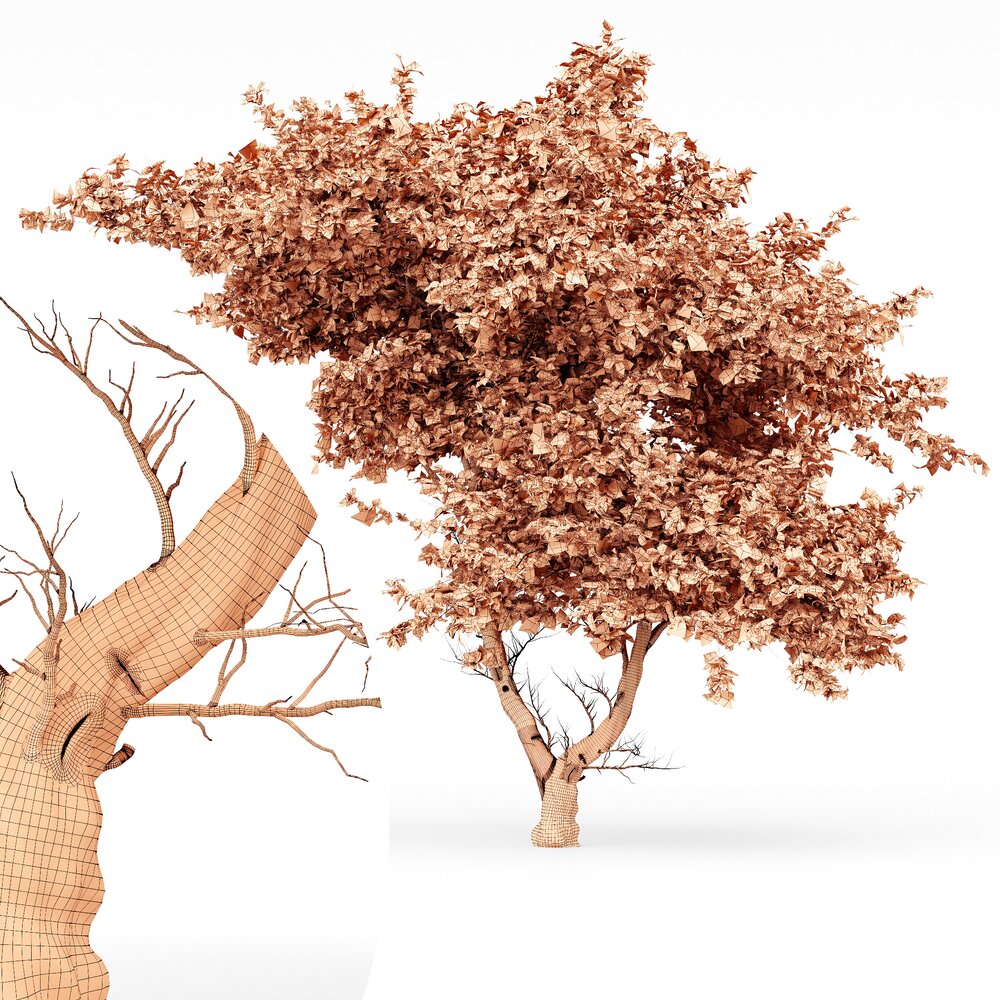Acacia Tree East Africa 3D 모델 - 다운로드 나무 on 3DModels.org