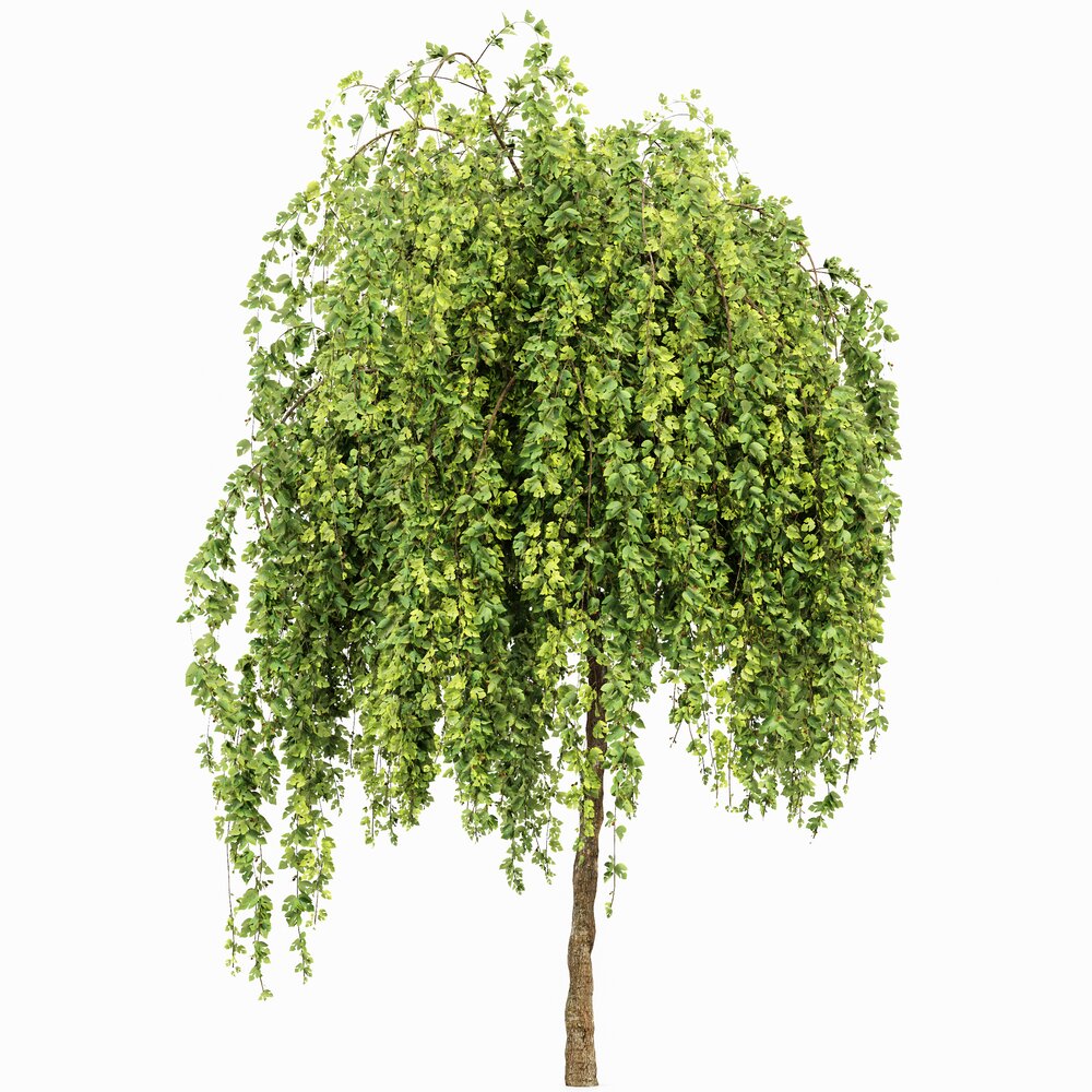 Weeping Mulberry Bagged Ornamental Chaparral Tree 3D model - Download ...
