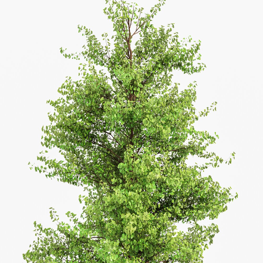 Árbol Del Cabello De Venus Ginkgo Biloba Modelo 3D - Descargar Árboles ...