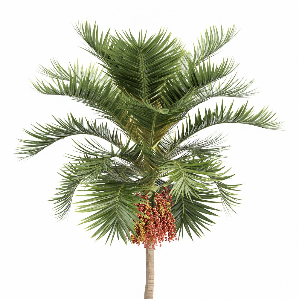 Christmas Palm Manila Palm Adonidia Veitchia Merrillii 3D model ...