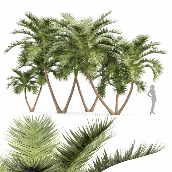Palm 3D Models Download - 3DModels.org