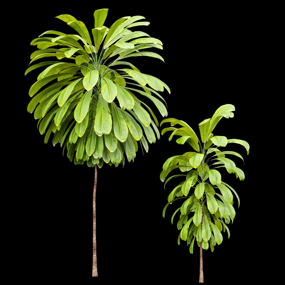 Broad Leaved Palm Lily Cordyline Petiolaris 3D model - Download Trees ...