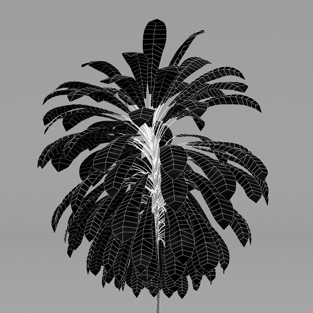 Broad Leaved Palm Lily Cordyline Petiolaris 3D model - Download Trees ...